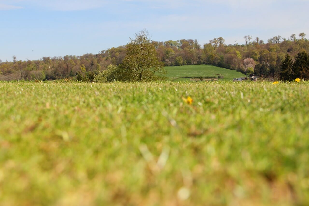 What is a Fairway in Golf? (why is it called that?) • Honest Golfers